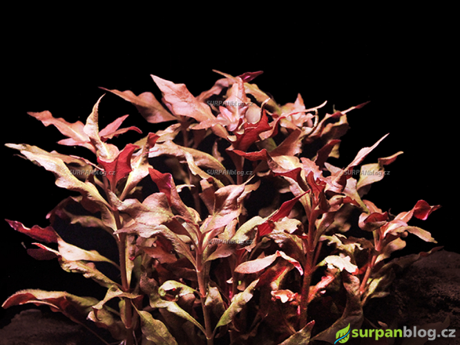 Alternanthera reineckii Splendida - Plevuňka Splendida - akvarijní ...