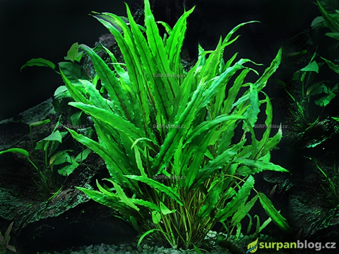 Cryptocoryne wendtii Green - Kryptokoryna Wendtova Green - akvarijní ...