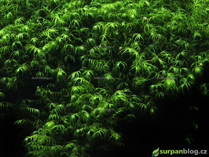 Fissidens fontanus - Phoenix moss - Krondlovka vodní - akvarijní ...