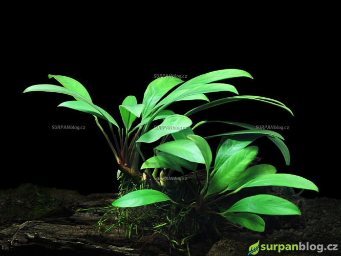 Anubias afzelii - Anubis Afzellův - akvarijní rostliny Surpan.cz