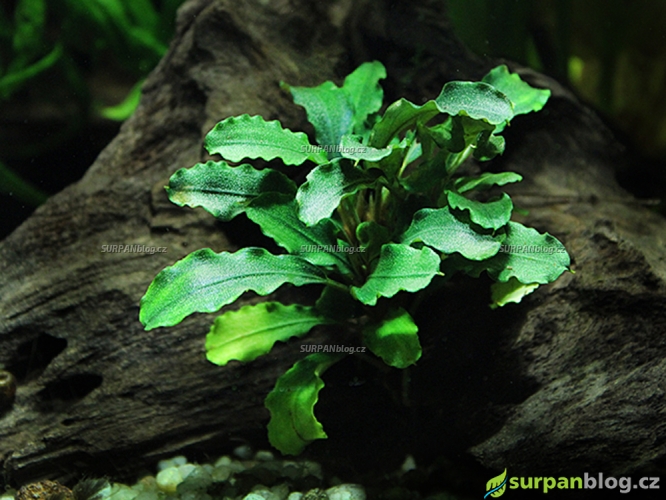 Bucephalandra sp. Green Wavy - Bucefalandra Green Wavy - akvarijní ...