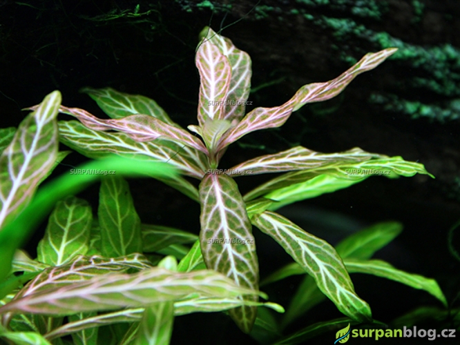 Hygrophila polysperma Sunset - Mokřanka mnohosemenná Sunset - akvarijní ...