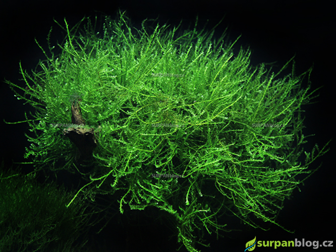 Vesicularia sp. Creeping Moss - Měchýřka Creeping moss - akvarijní ...