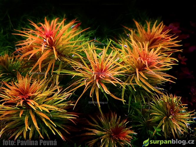 Ludwigia inclinata var. verticillata Cuba - Zakucelka Cuba - akvarijní ...