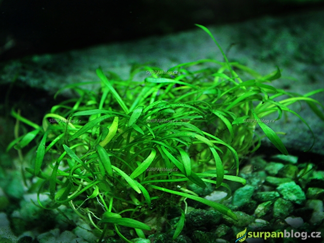 Cryptocoryne parva - Kryptokoryna nízká - akvarijní rostliny Surpan.cz